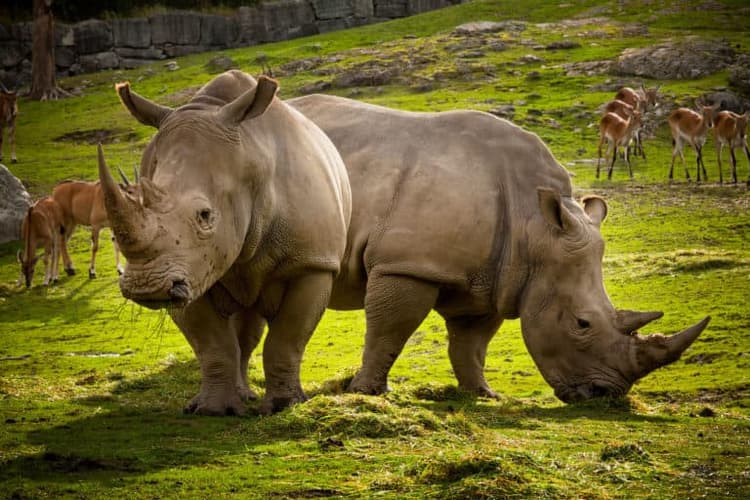 Kolmårdens Djurpark | Camping Norrköping